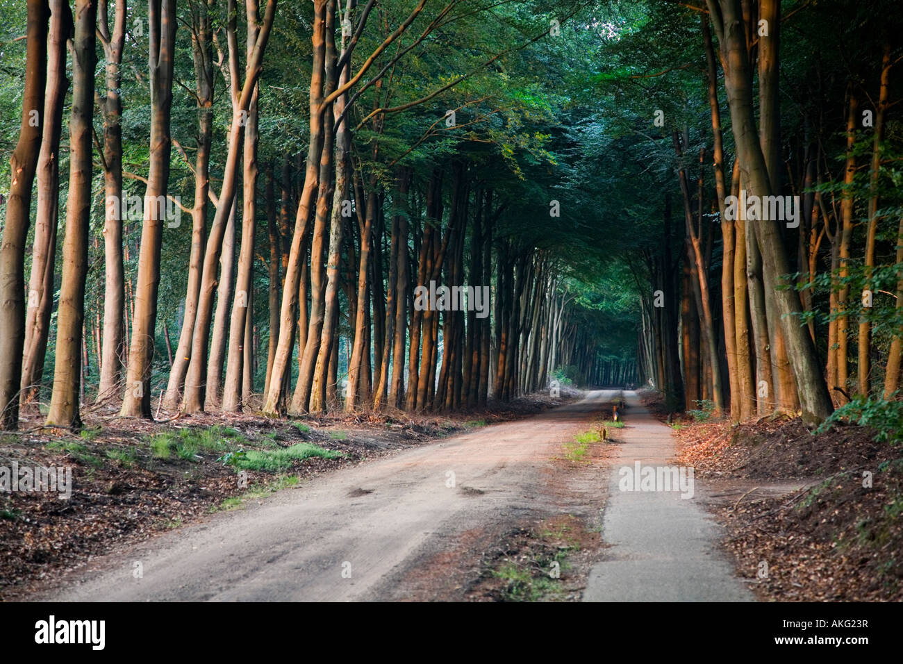Sandy path through the woods Stock Photo - Alamy