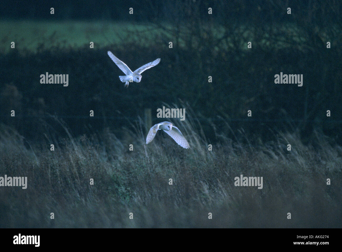 Barn Owls two flying over rough pasture in winter Norfolk UK Stock ...