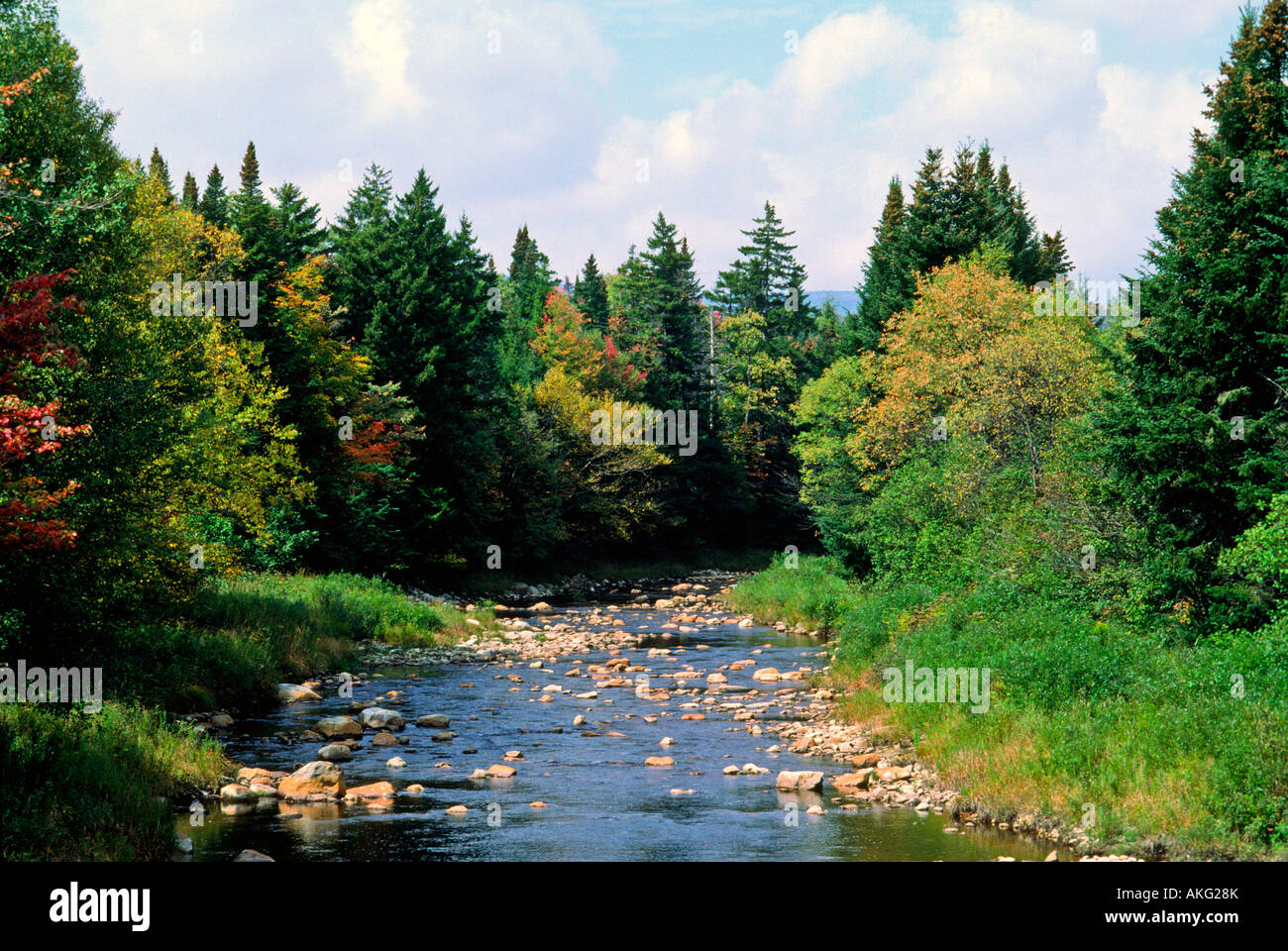 A stream in the forest hi-res stock photography and images - Alamy