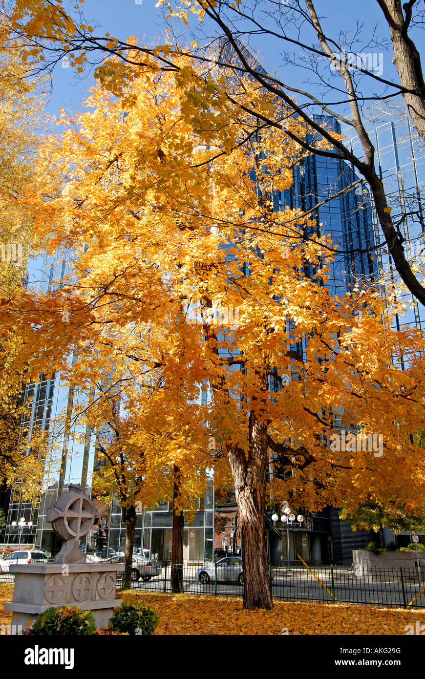 Beautiful Golden Yellow Maple Tree In Full Autumn Fall Color Stock Photo - Alamy
