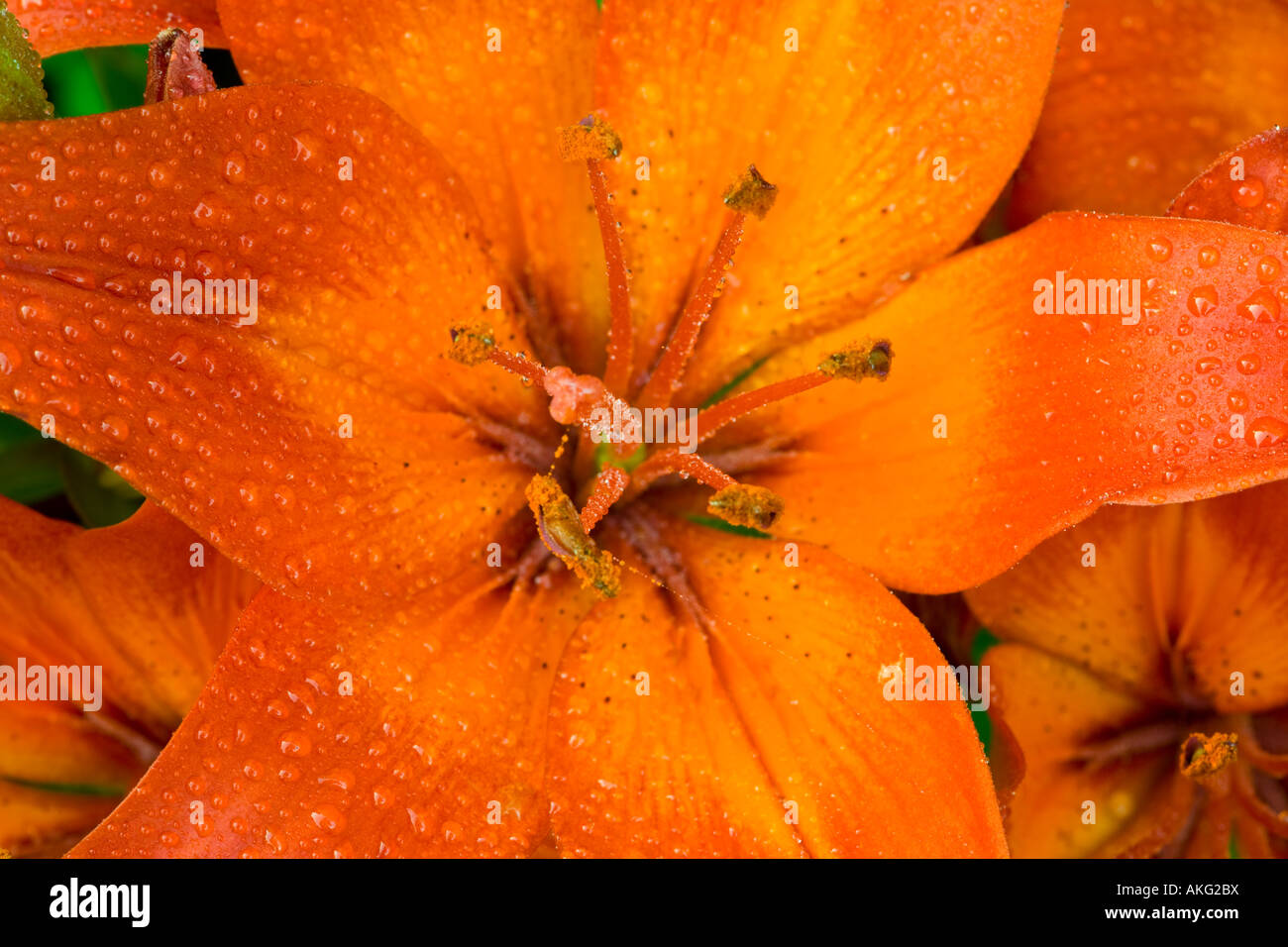 Colourful lilly hi-res stock photography and images - Alamy