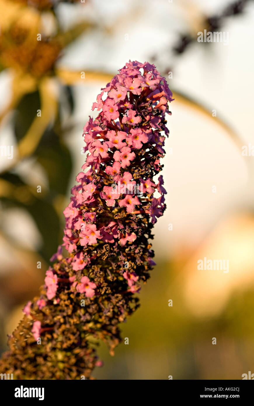 buddleia purple leaf on a large bush Stock Photo - Alamy