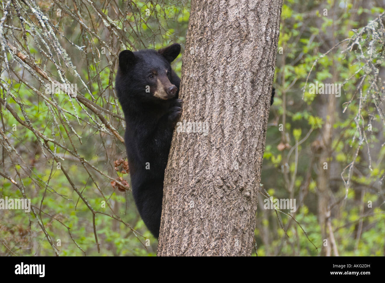 Black bear cub tree hi-res stock photography and images - Alamy
