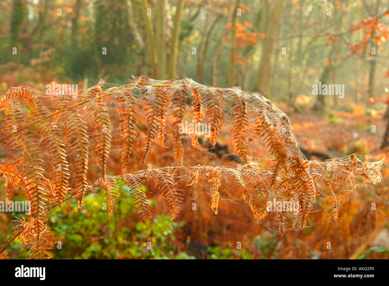 Woodland scene with ferns hi-res stock photography and images - Alamy
