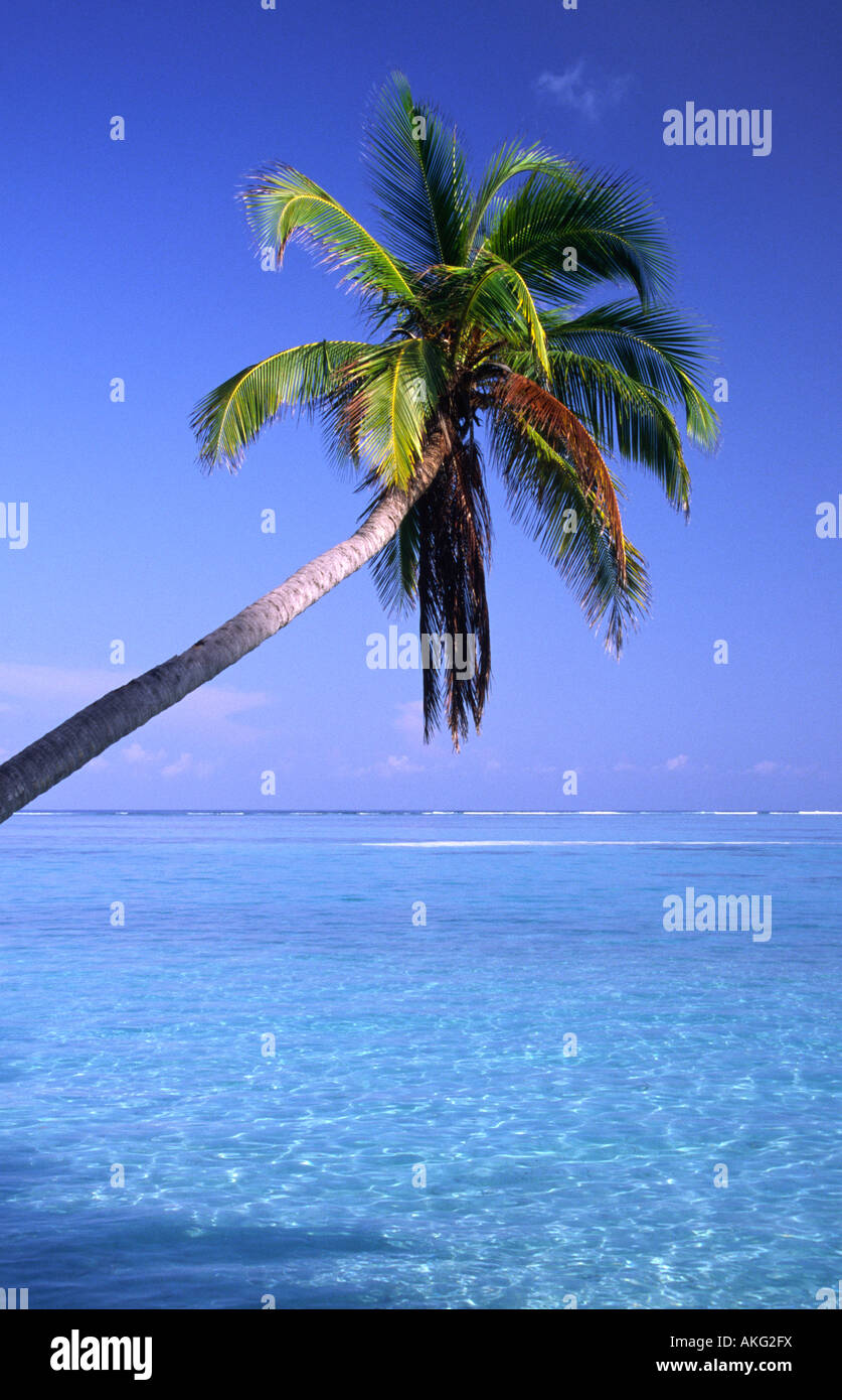 Palm trees. Meerufenfushi Island, North Male Atoll, Maldives Stock ...