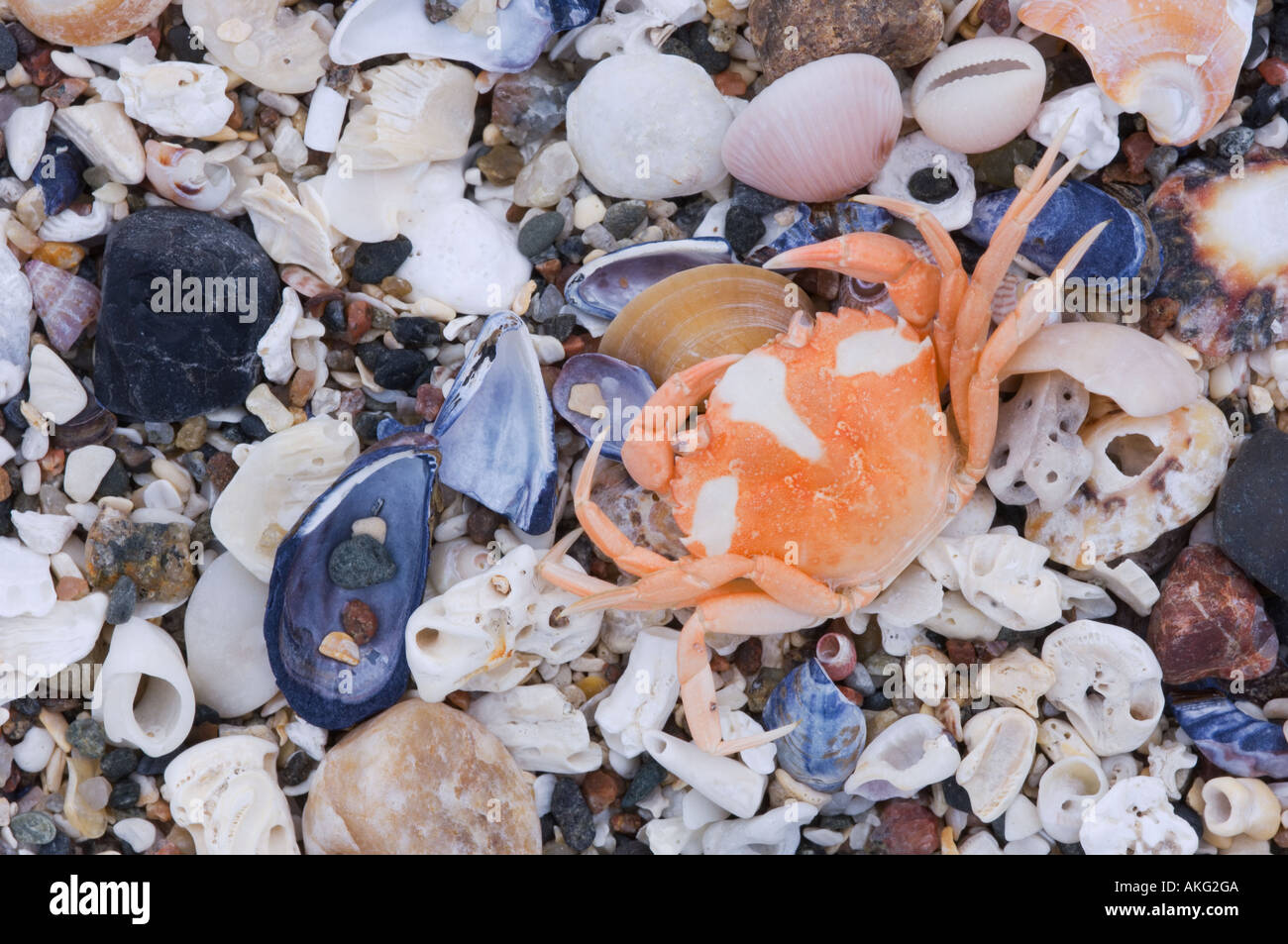 Carapace pieces hi-res stock photography and images - Alamy