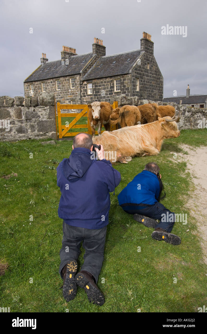Photographers picturing Highland cow at Hynish Tiree, Scotland Stock ...