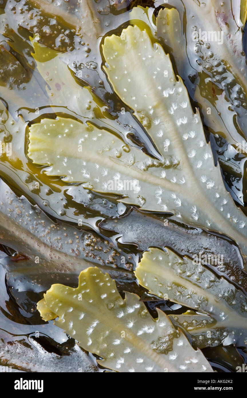 Toothed wrack exposed at low tide Stock Photo - Alamy