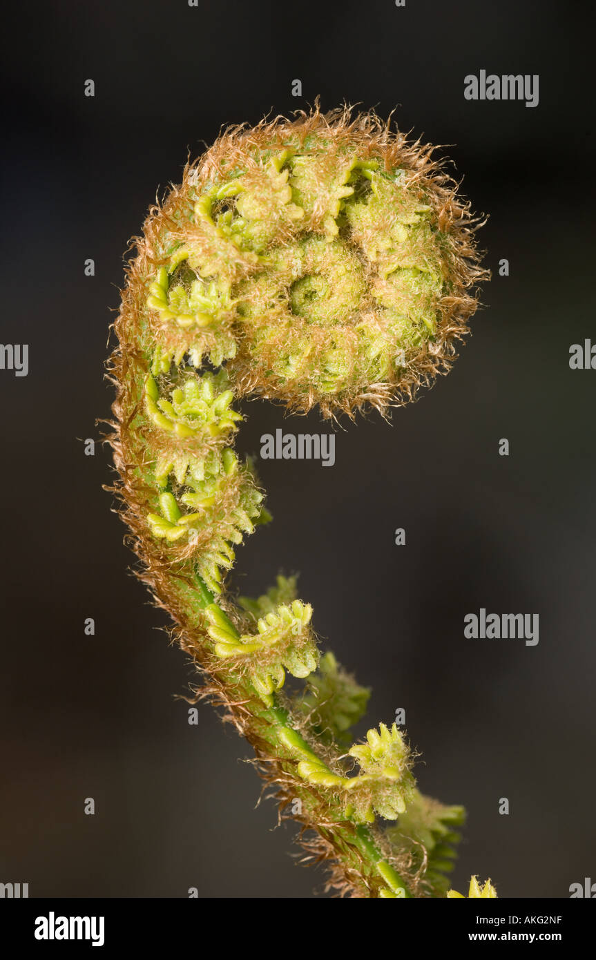 Curled tips hi-res stock photography and images - Alamy
