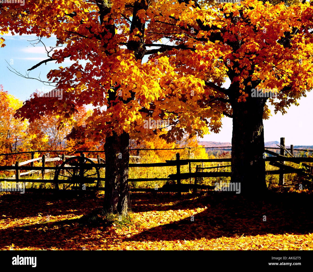 Autumn colors the leaves yellow in a rural area of Vermont during ...