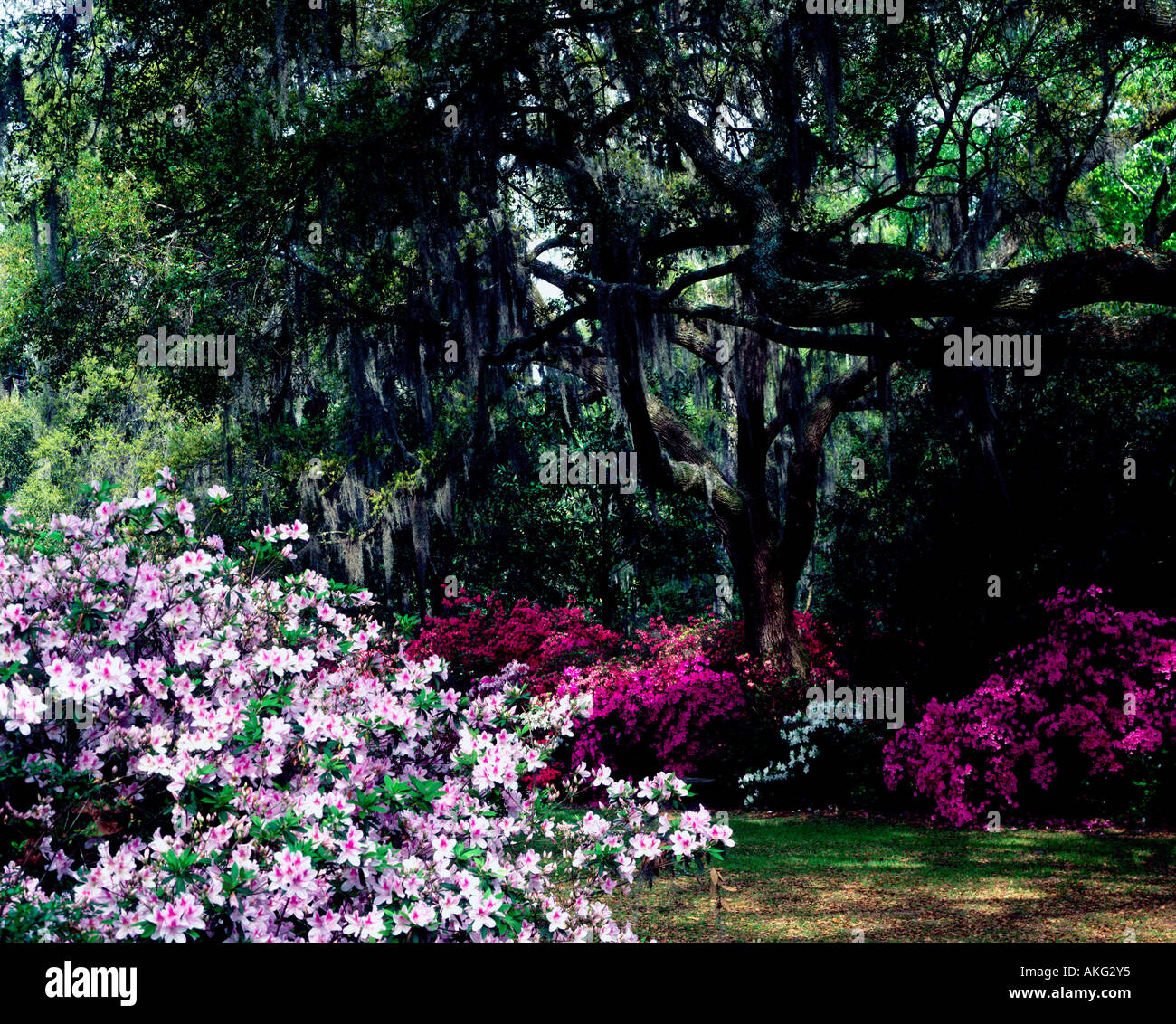 Blooms create hi-res stock photography and images - Alamy