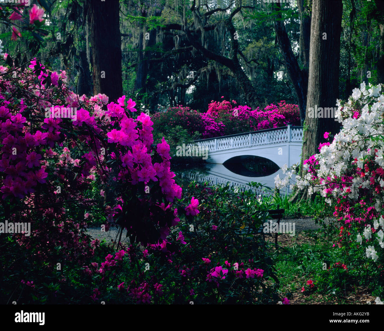 Rustic white bridge crosses a tiny pond in picturesque Magnolia Gardens ...