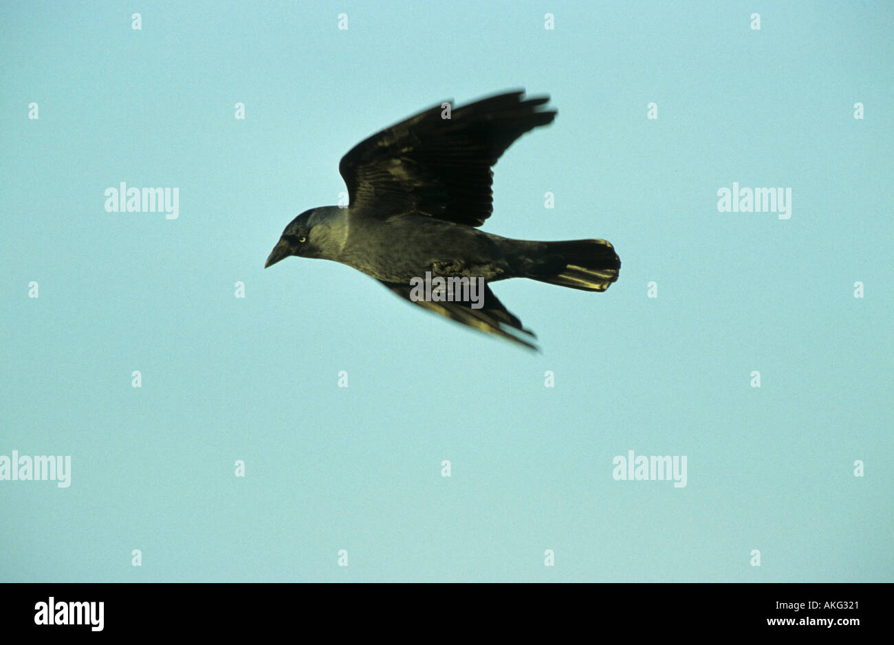 Jackdaw, corvus monedula, in flight UK Stock Photo - Alamy