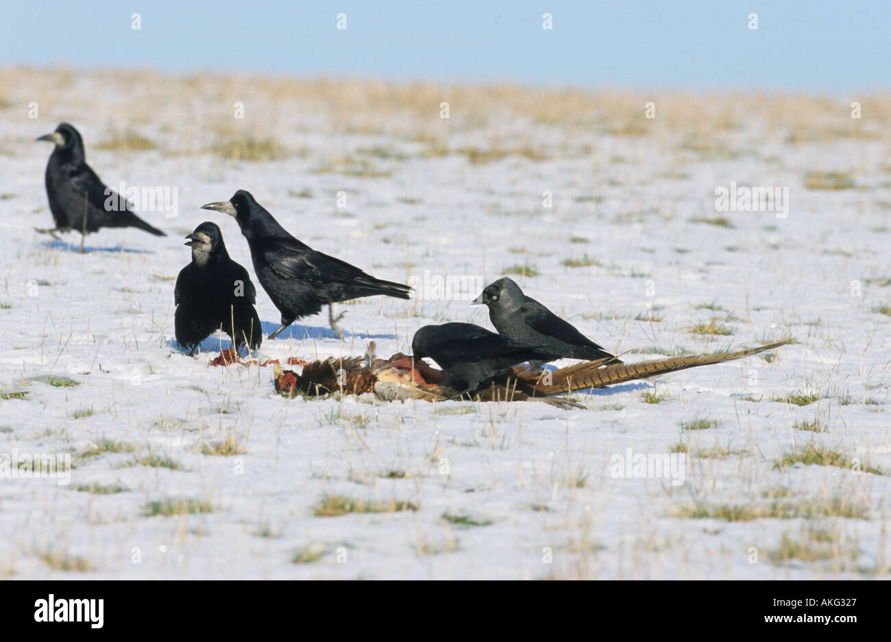 Rooks carrion snow hi-res stock photography and images - Alamy