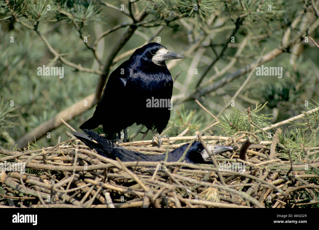 Rooks nest in fir trees March UK Stock Photo - Alamy