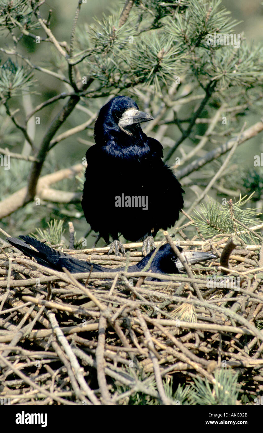 Rooks nest uk hi-res stock photography and images - Alamy