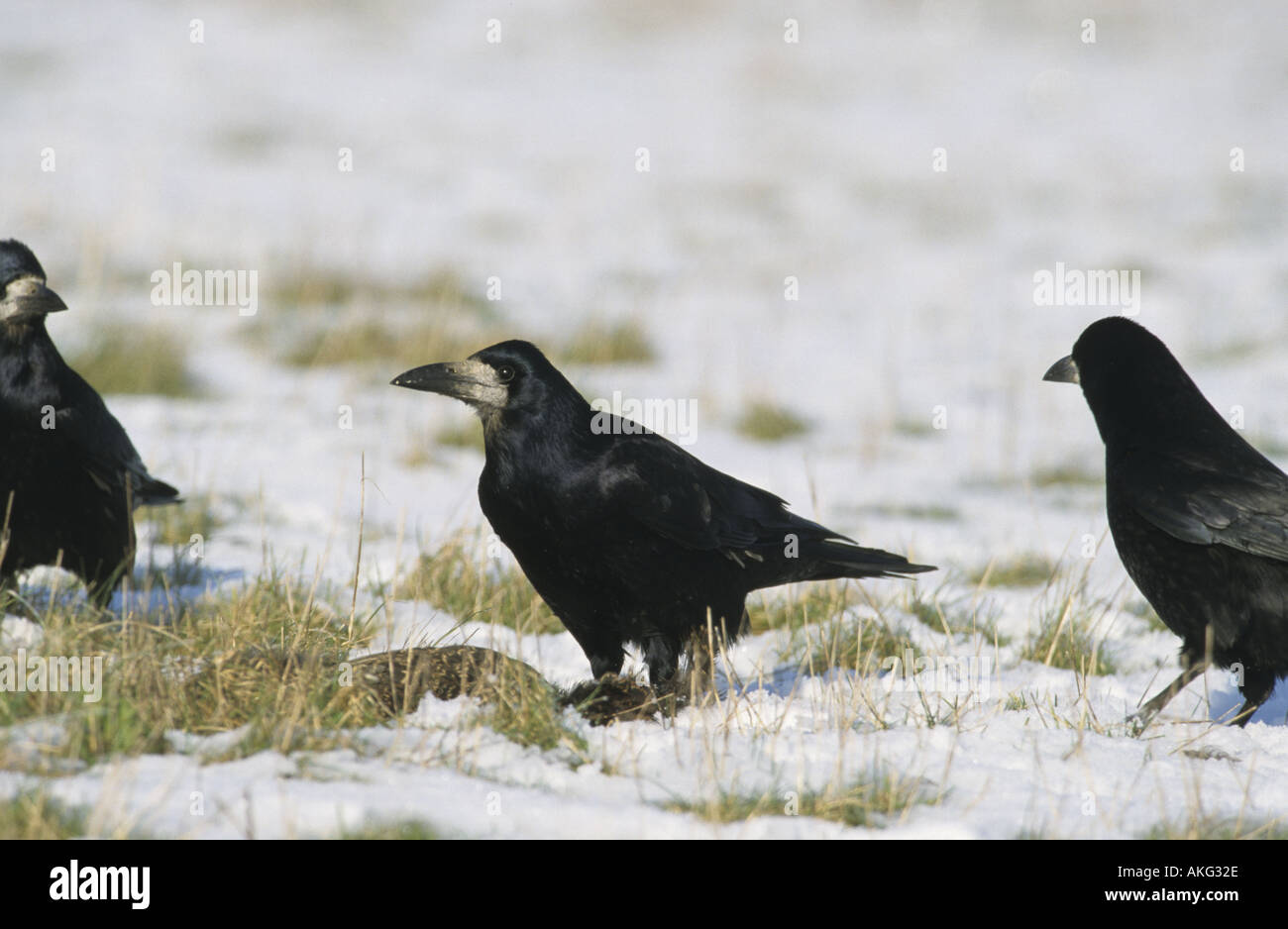 Cannibal Bird High Resolution Stock Photography and Images - Alamy