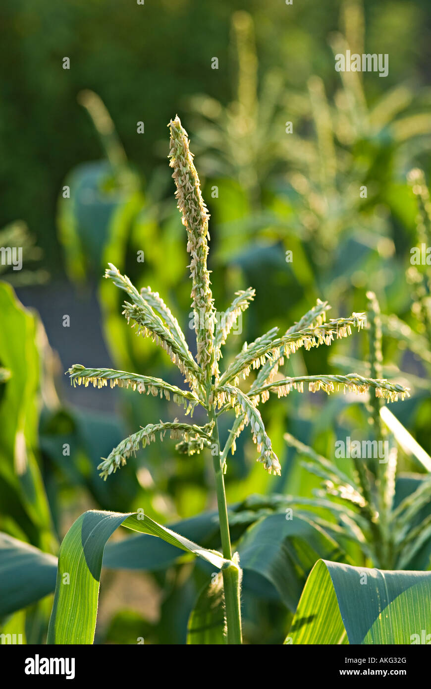 sweetcorn stem with tufts of flowers on Stock Photo - Alamy