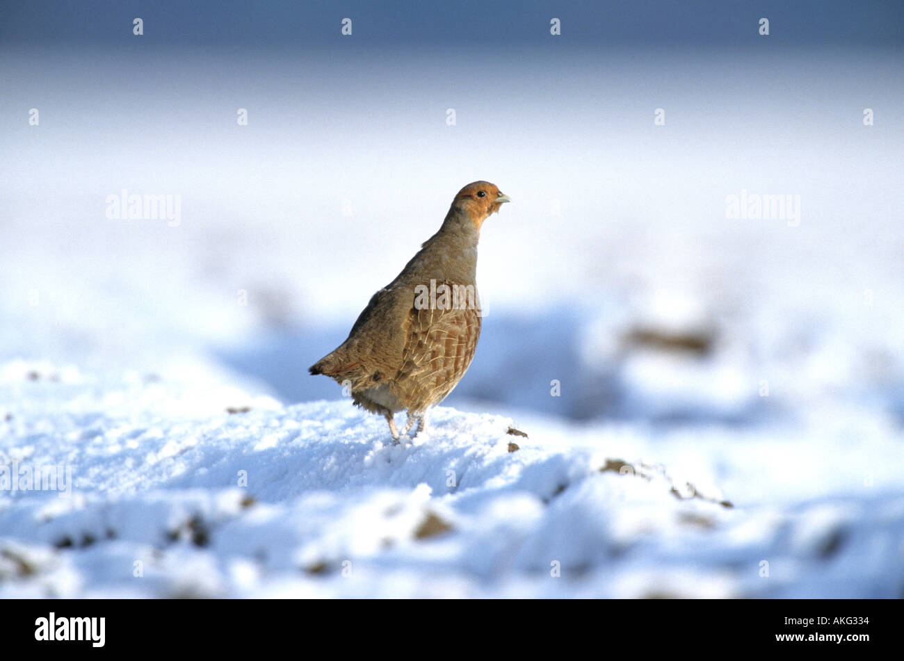 English partridge snow hi-res stock photography and images - Alamy