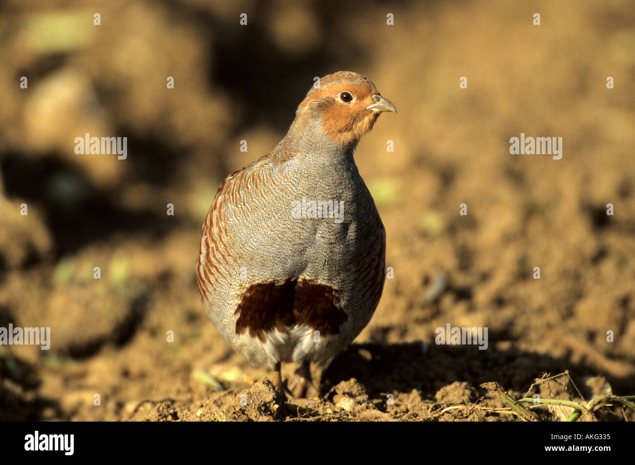 Male Grey partridge on ploughed work Norfolk UK Stock Photo - Alamy