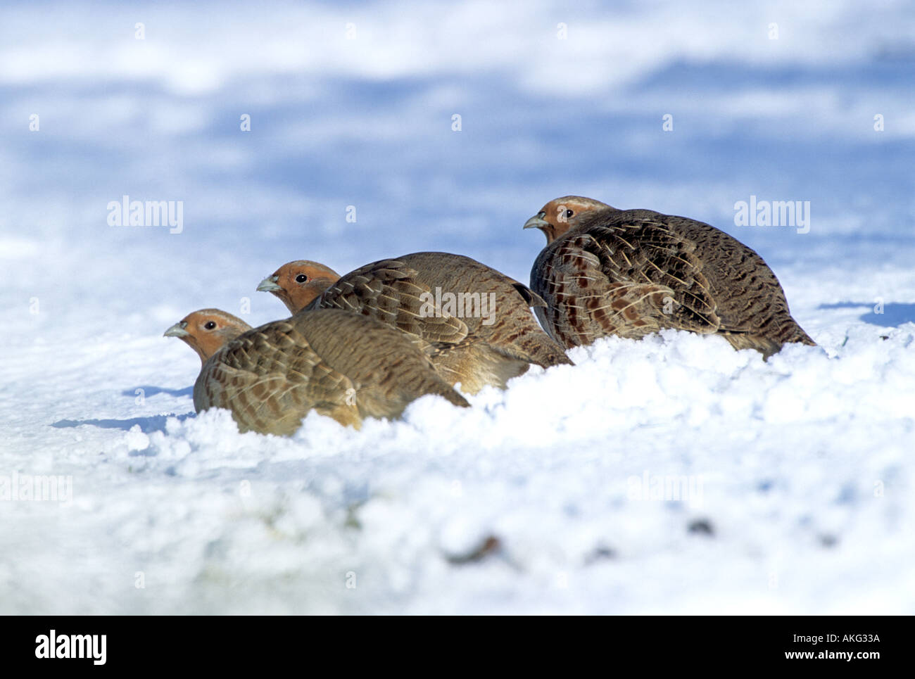 Red list birds of conservation concern 4 bocc 4 nature hi-res stock ...
