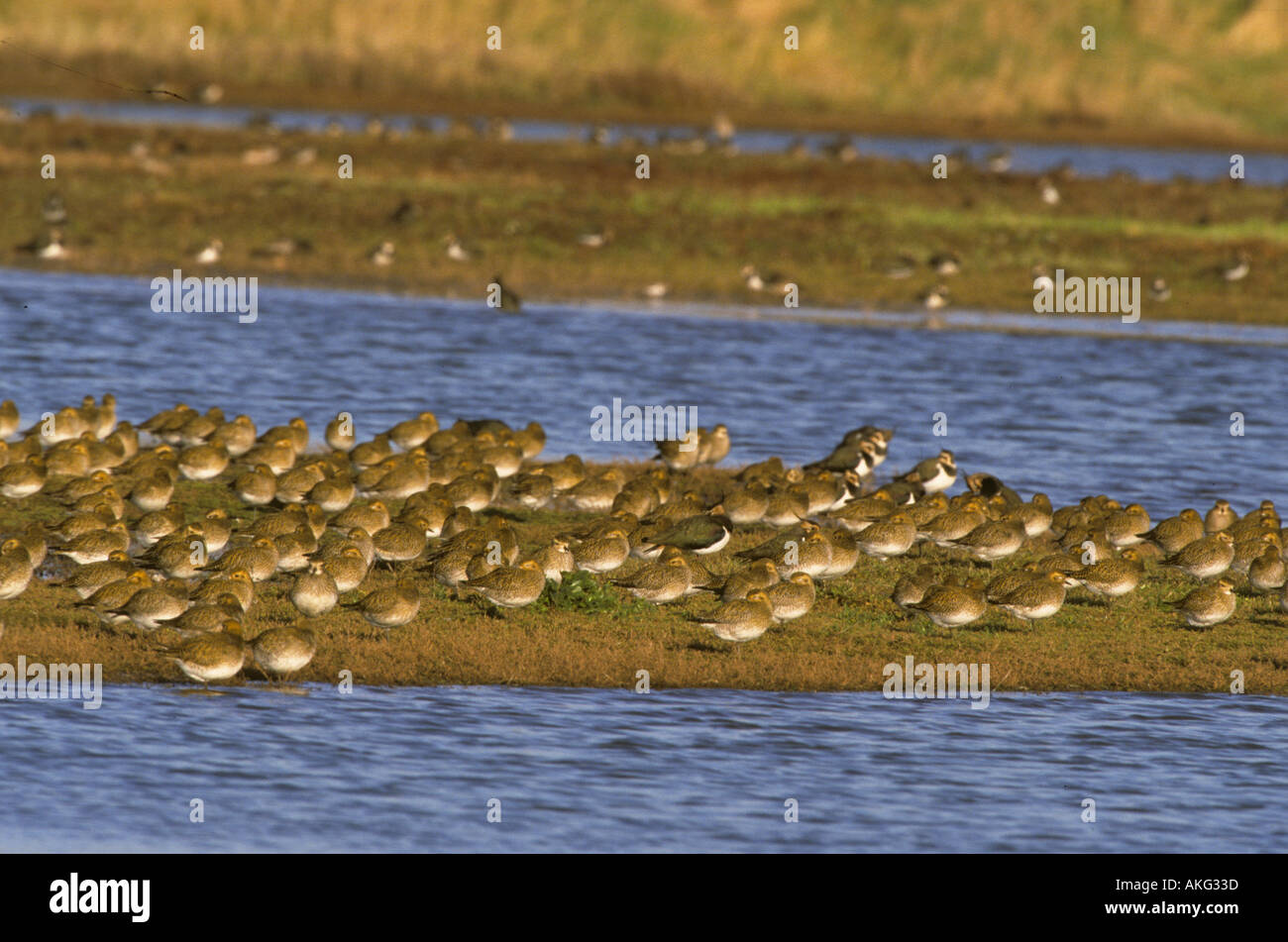 Golden plover flock on coastal lagoon Norfolk UK Stock Photo - Alamy