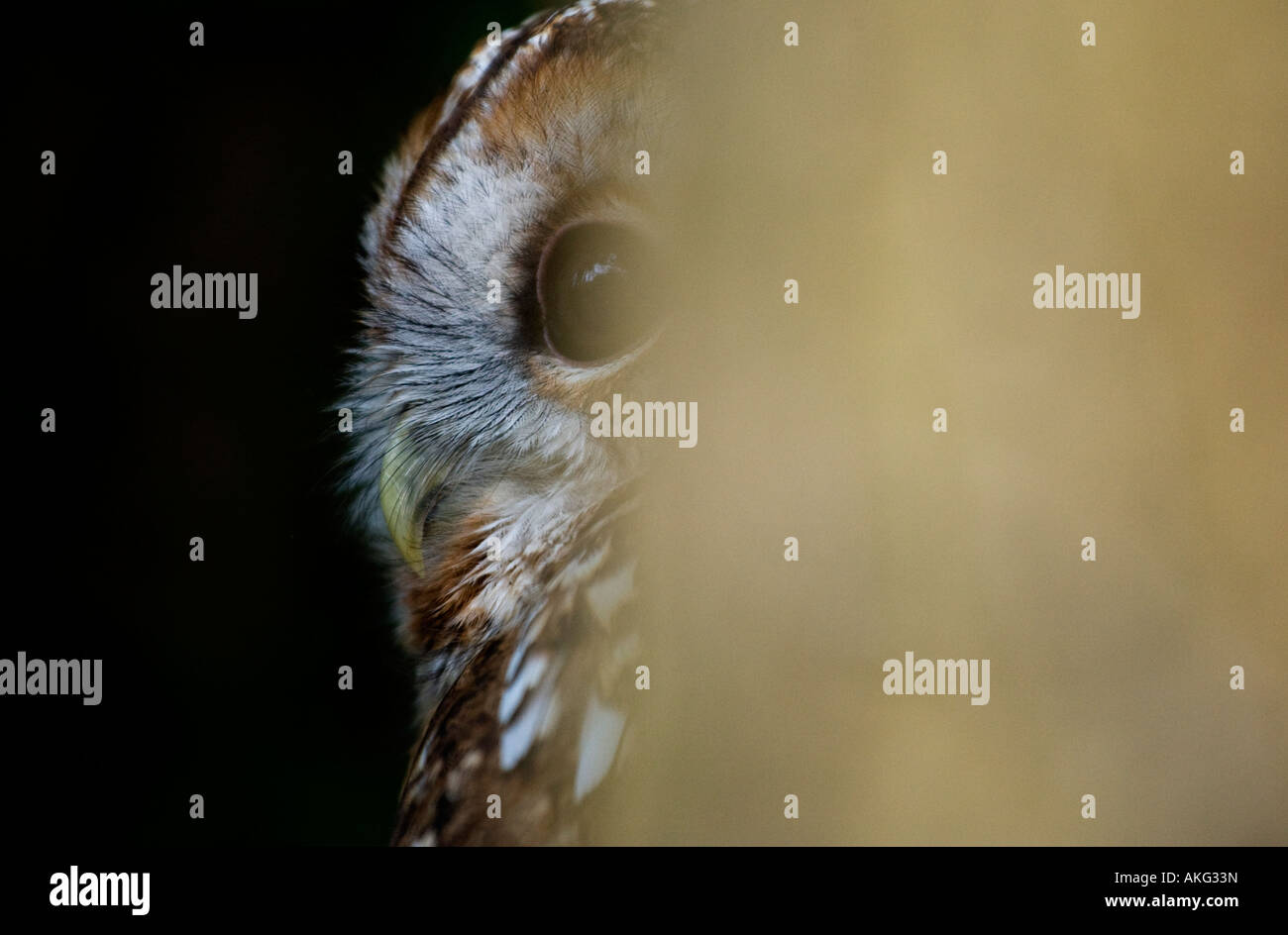 Peering Around Tree High Resolution Stock Photography and Images - Alamy