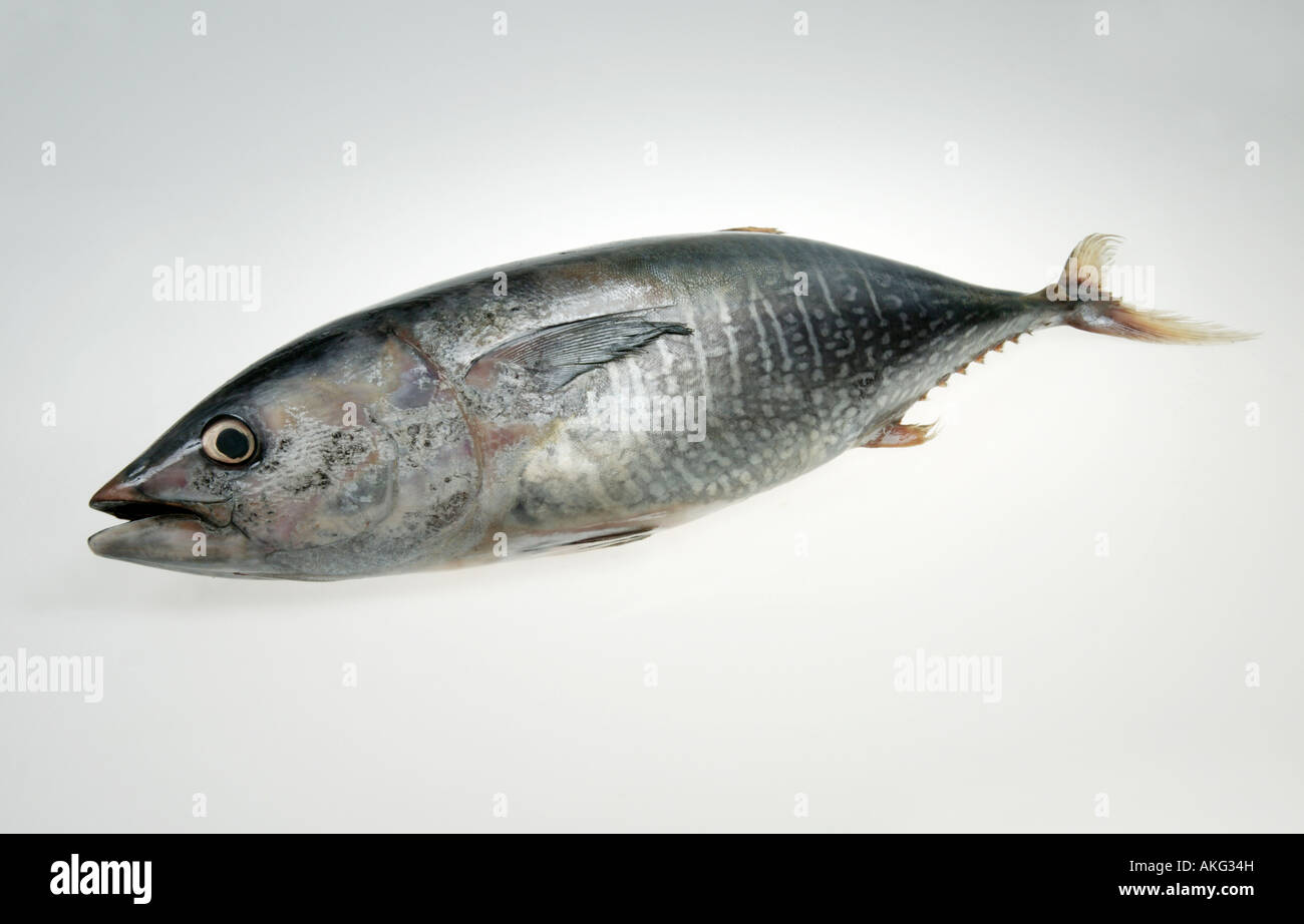 Bigeye tuna hi-res stock photography and images - Alamy