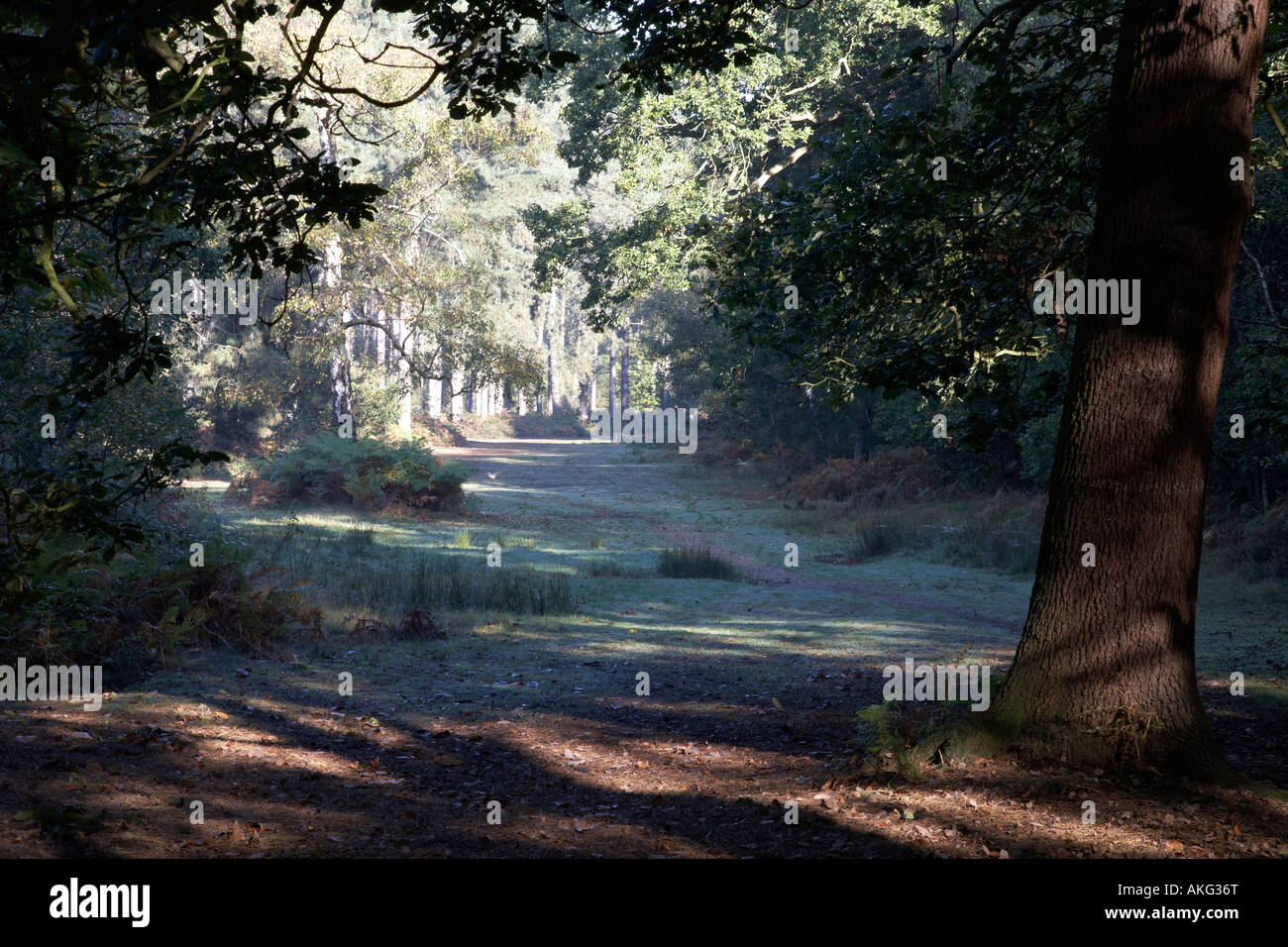 Trodden path beaten path hi-res stock photography and images - Alamy
