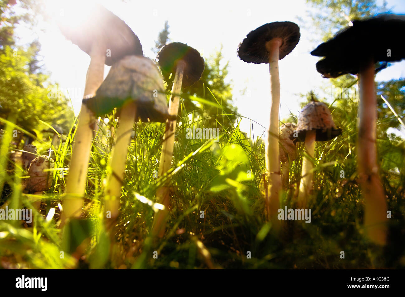 Wildmushrooms hi-res stock photography and images - Alamy