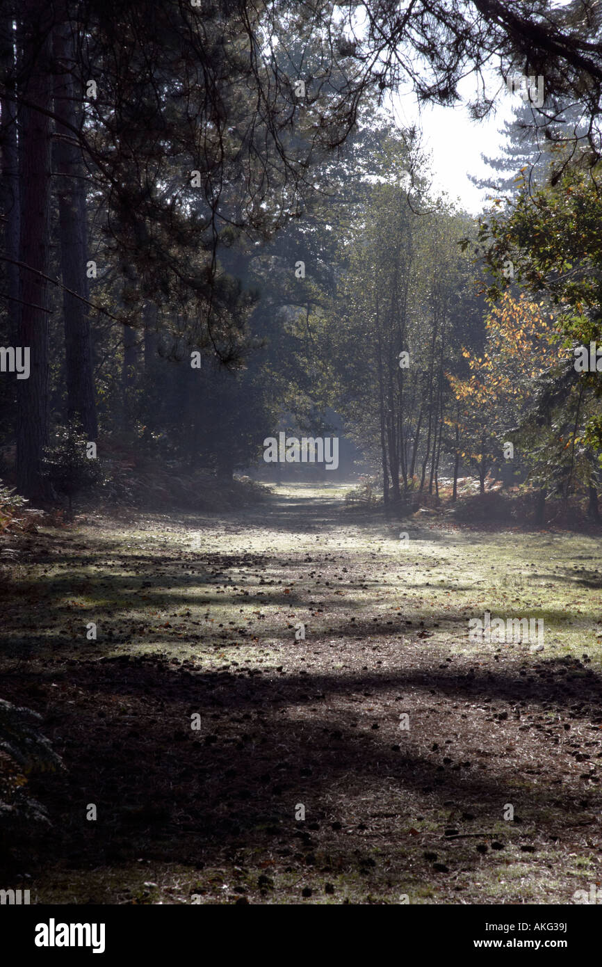 Trodden path beaten path hi-res stock photography and images - Alamy