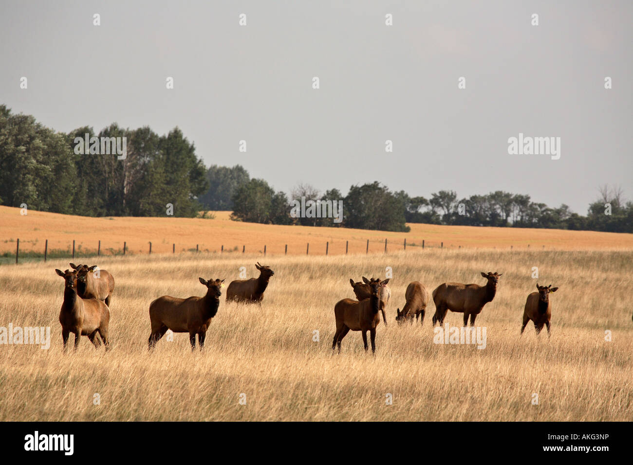 Elk farm saskatchewan hi-res stock photography and images - Alamy