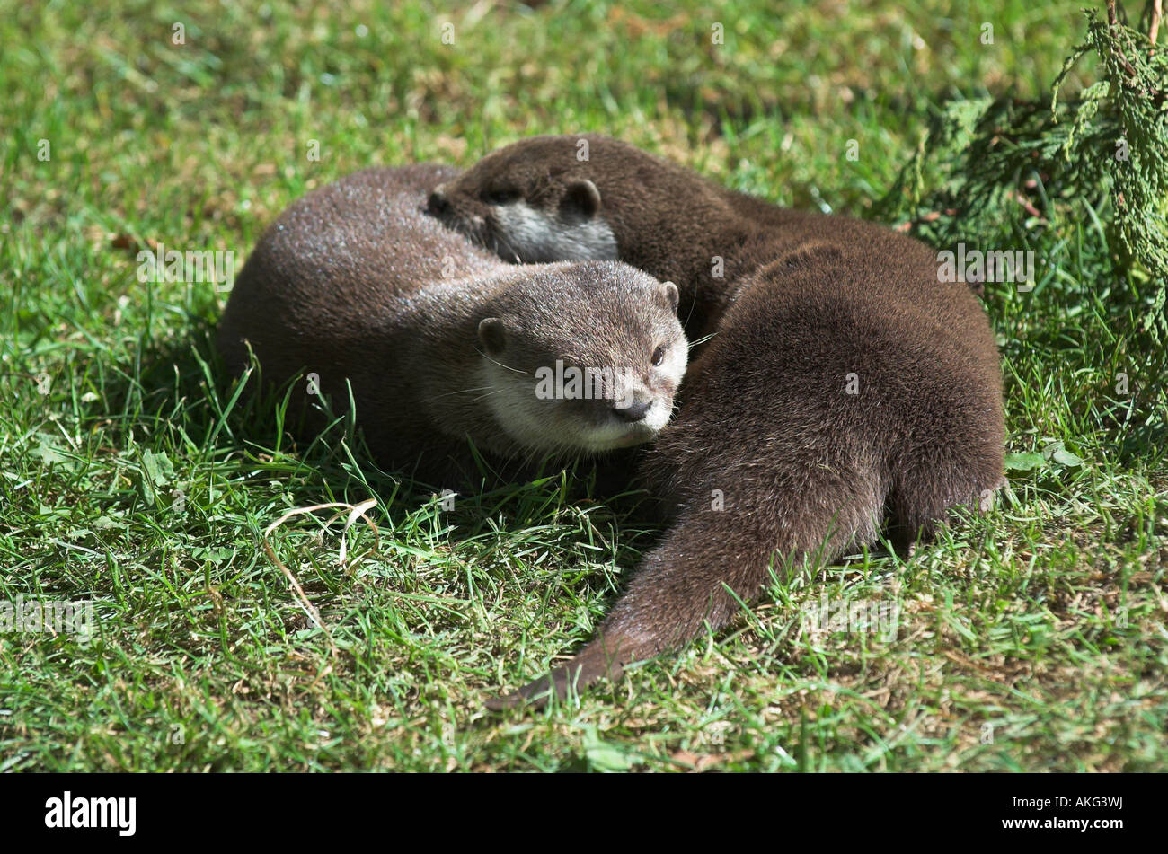 Oriental short clawed otters Amblonyx cinereus Stock Photo - Alamy