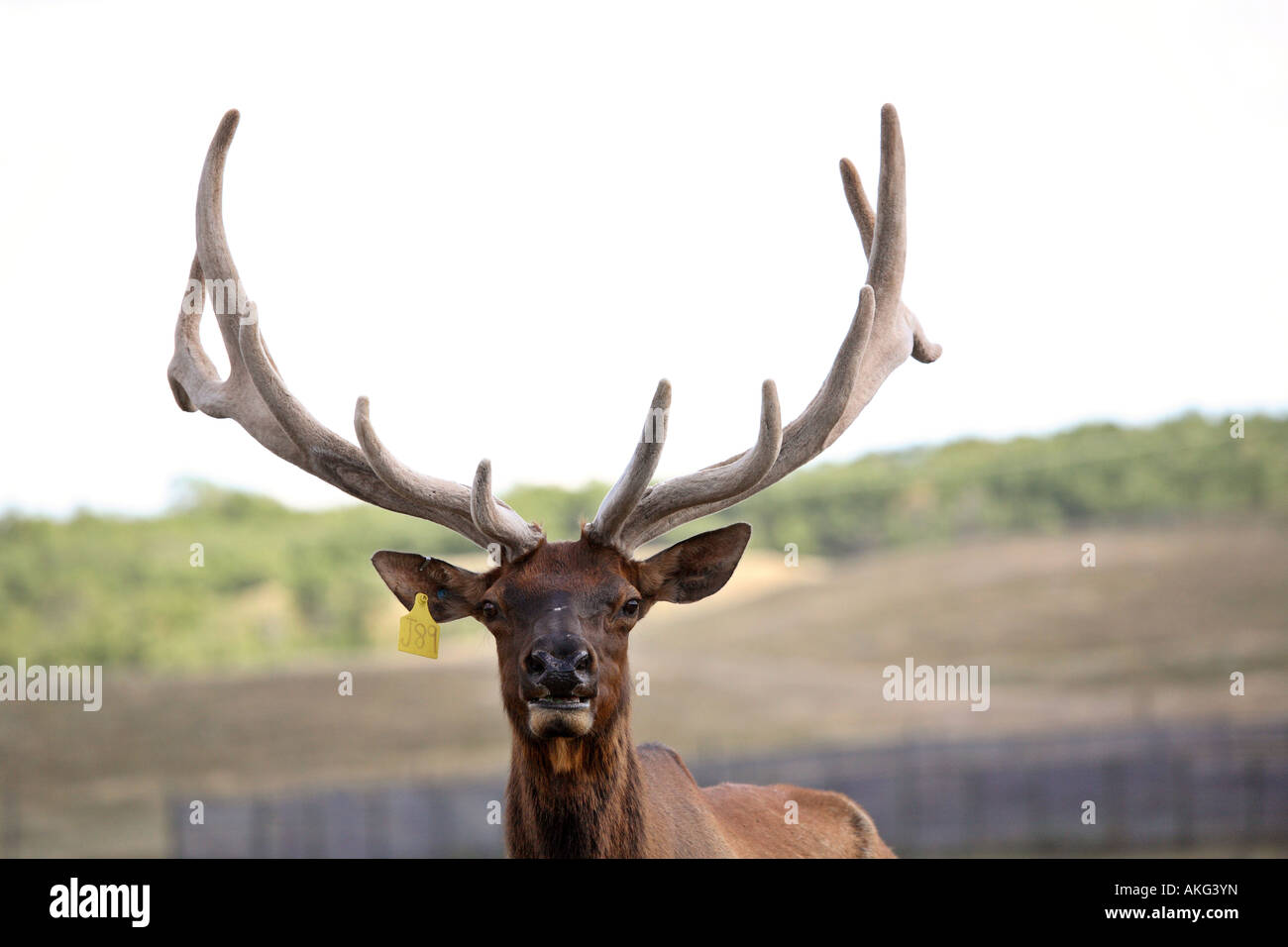 Farm elk with large antlers in scenic Saskatchewan Stock Photo - Alamy