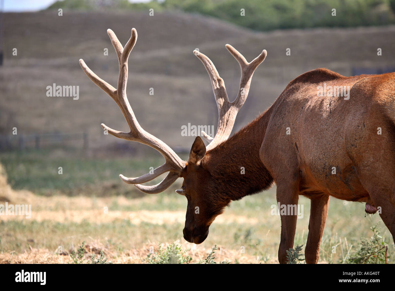 Farm elk with large antlers in scenic Saskatchewan Stock Photo - Alamy