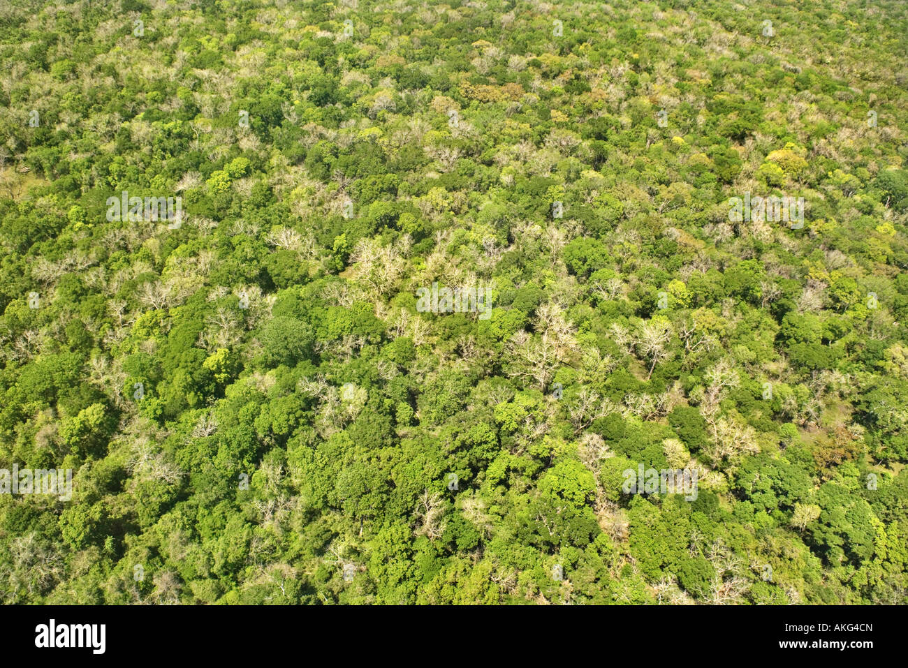 Aerial of dense forest with greenery Stock Photo - Alamy