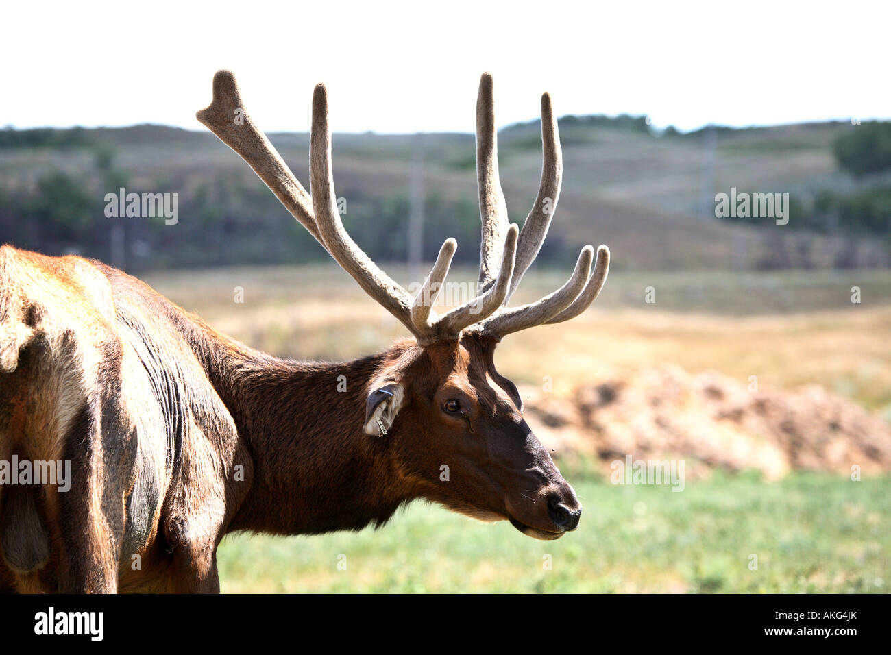 Elk farm saskatchewan hi-res stock photography and images - Alamy