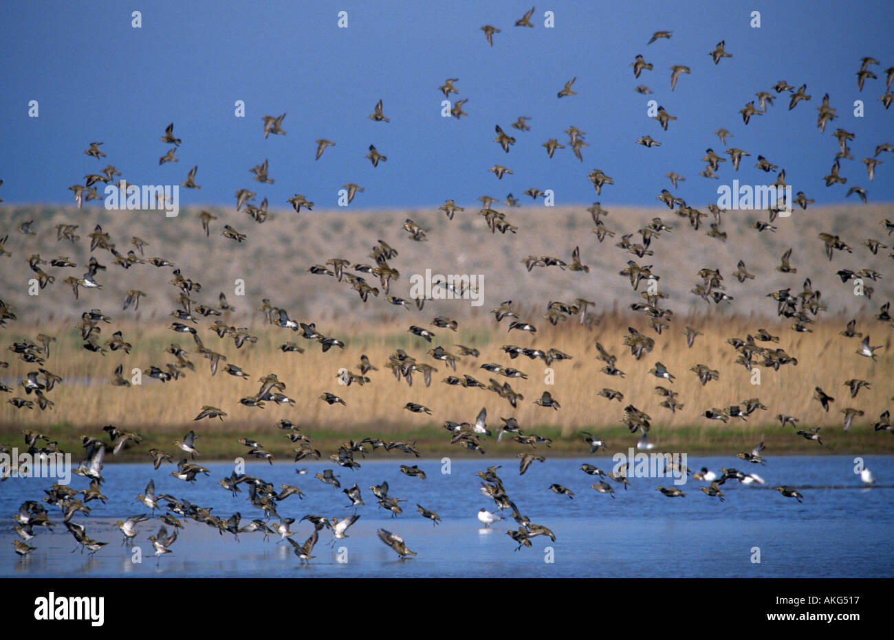 Golden plover flock on coastal lagoon Norfolk UK Stock Photo - Alamy