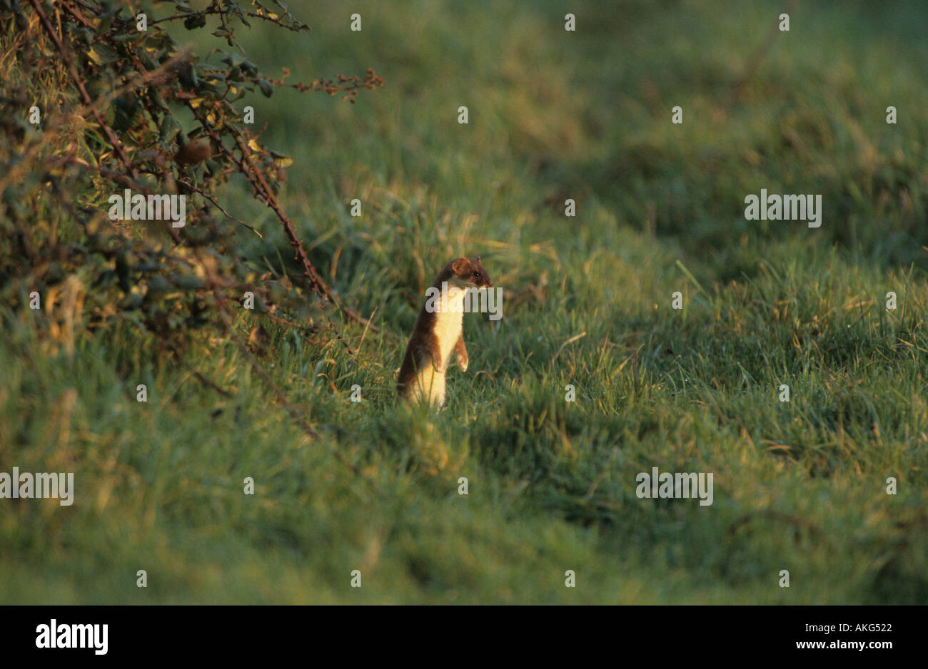Stoat hunting uk hi-res stock photography and images - Alamy