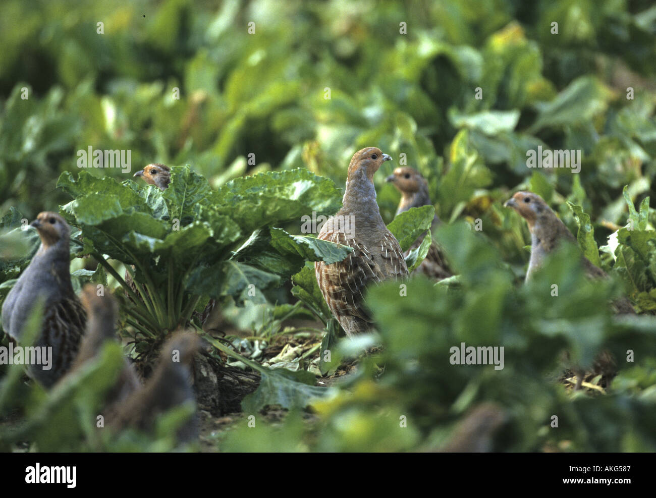 Grey partridge covey in Sugar beet October Norfolk UK Stock Photo - Alamy