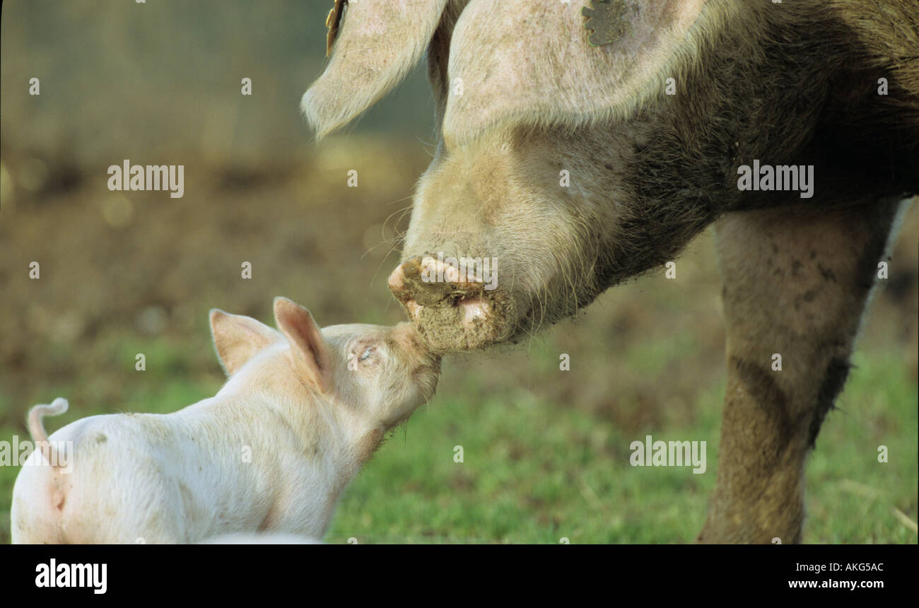Pig with piglet Stock Photo - Alamy