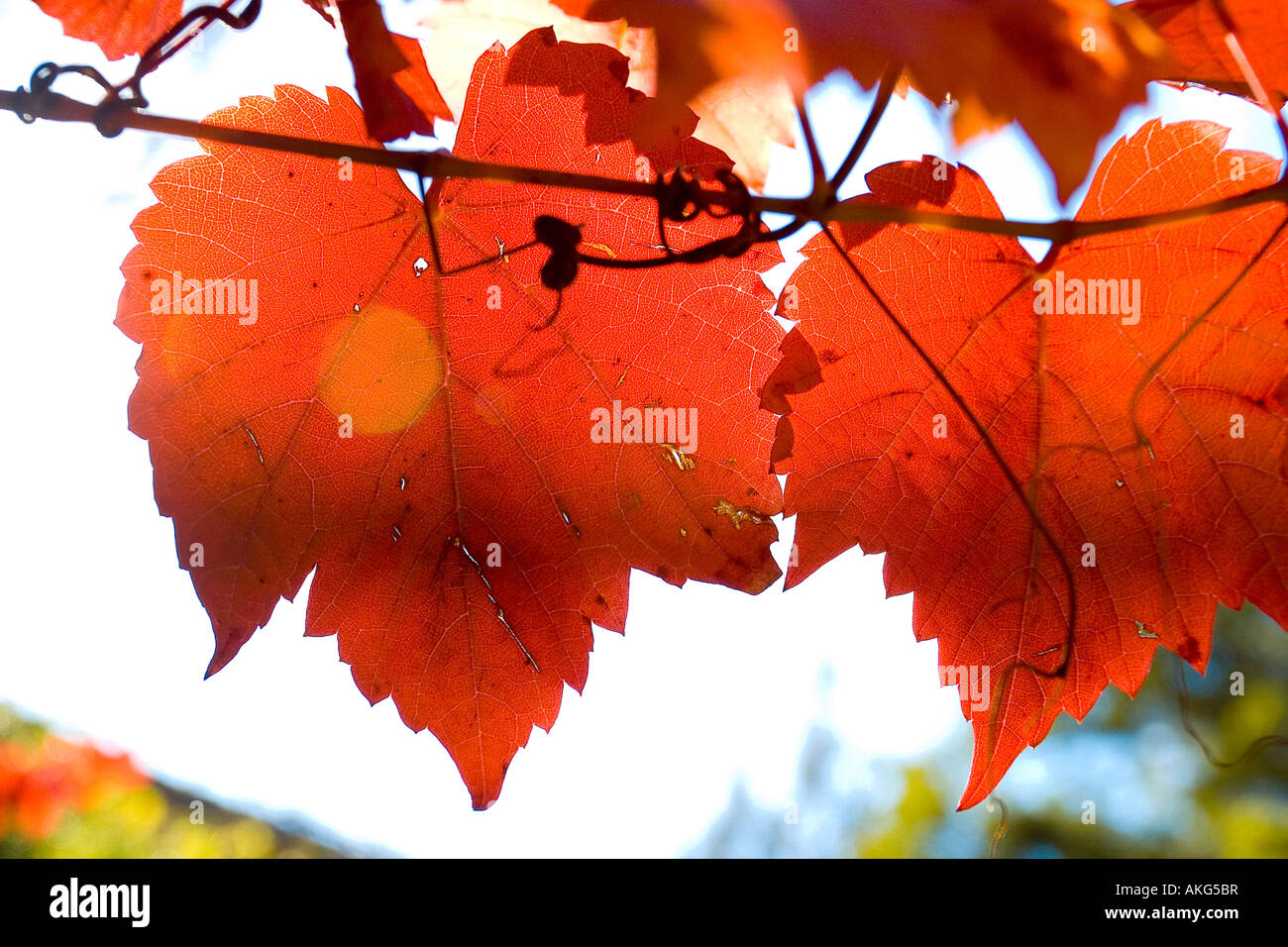 A stock Photograph of autumn leaves Stock Photo - Alamy