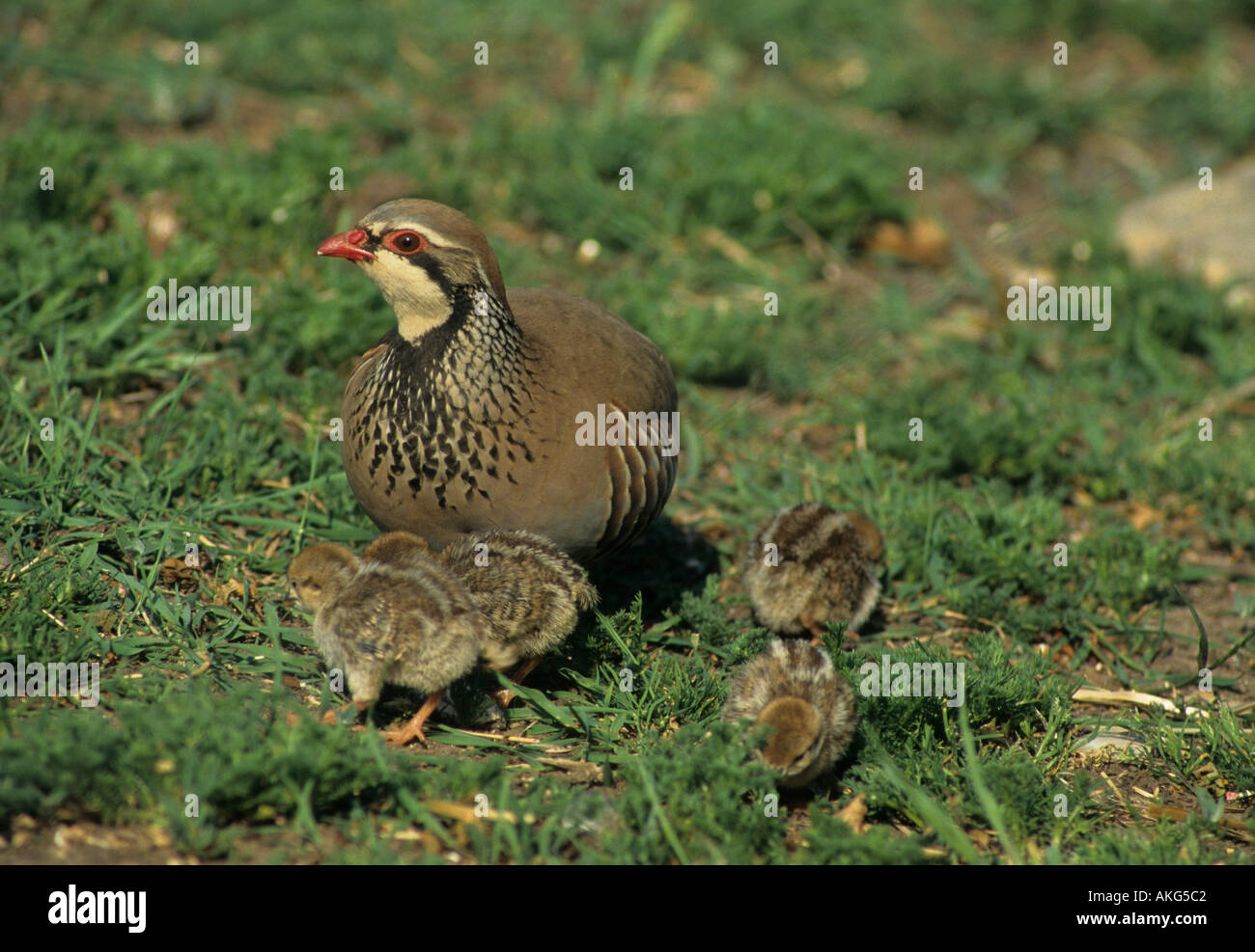 French red legged partridge chicks hi-res stock photography and images ...