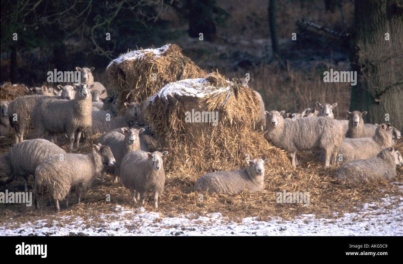 Sheep sitting around bales of hay in snow Stock Photo - Alamy