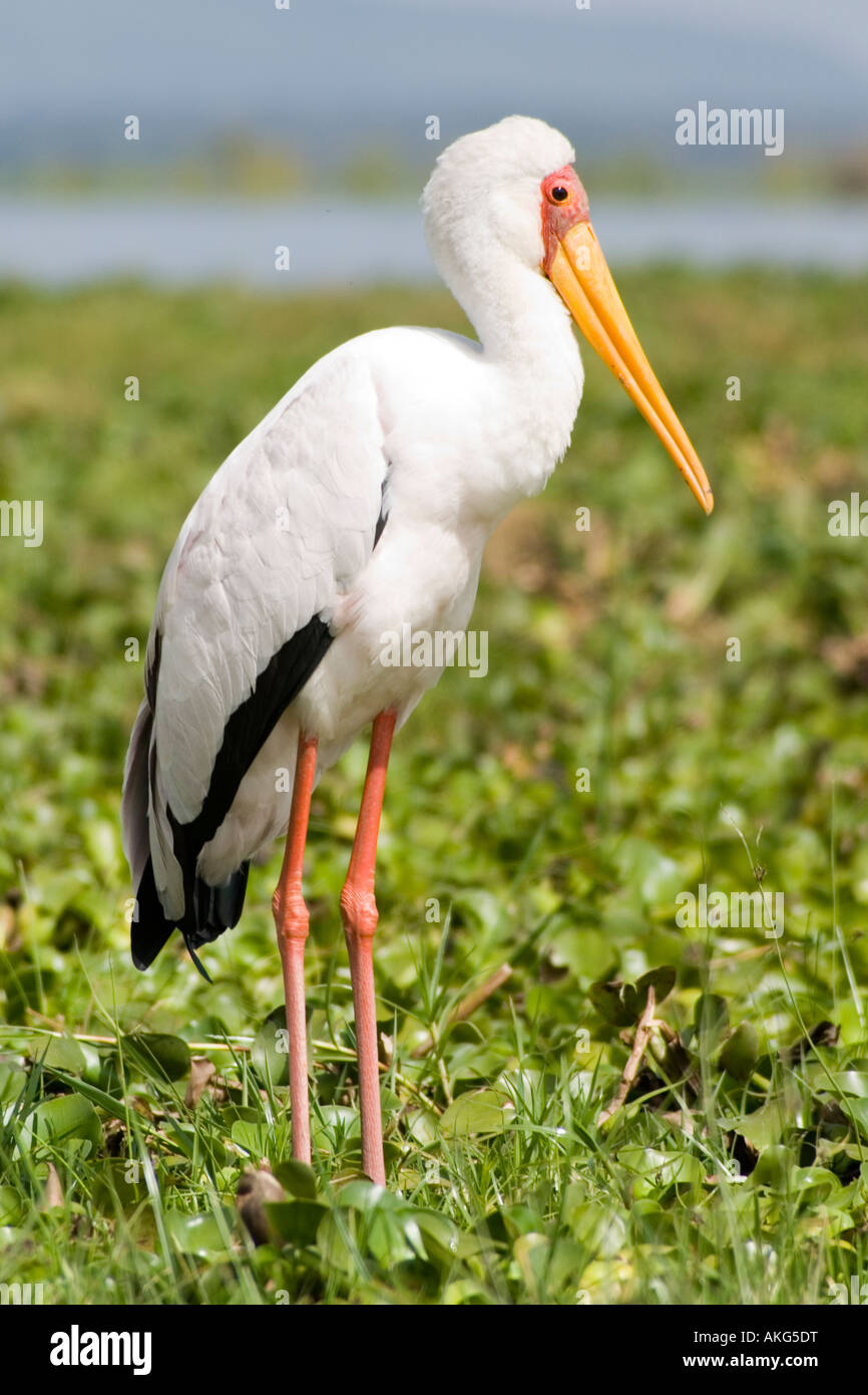 Stork at Lake Naivasha, Kenya Stock Photo - Alamy