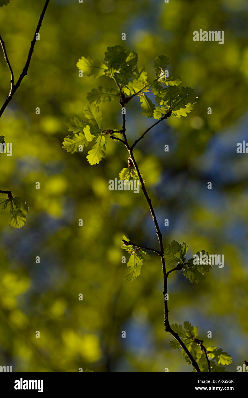 Oak leaves in spring Stock Photo - Alamy