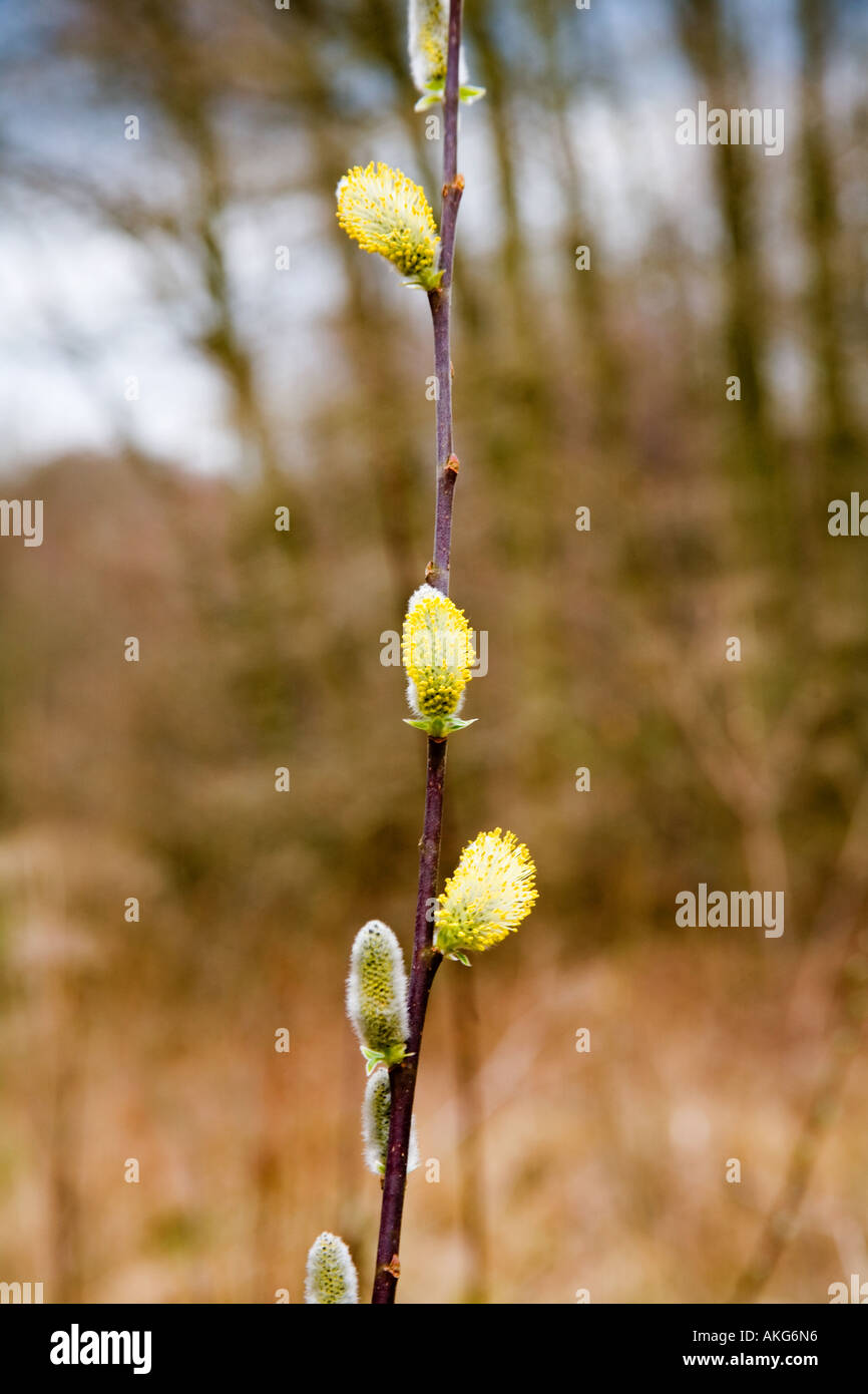Pussy Willow Salix discolor Stock Photo - Alamy
