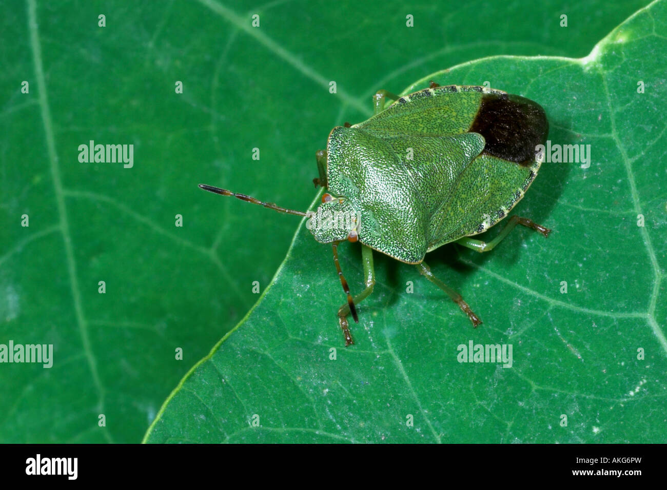 Common Green Shield bug Palomena prasina on nasturtion leaf. England ...