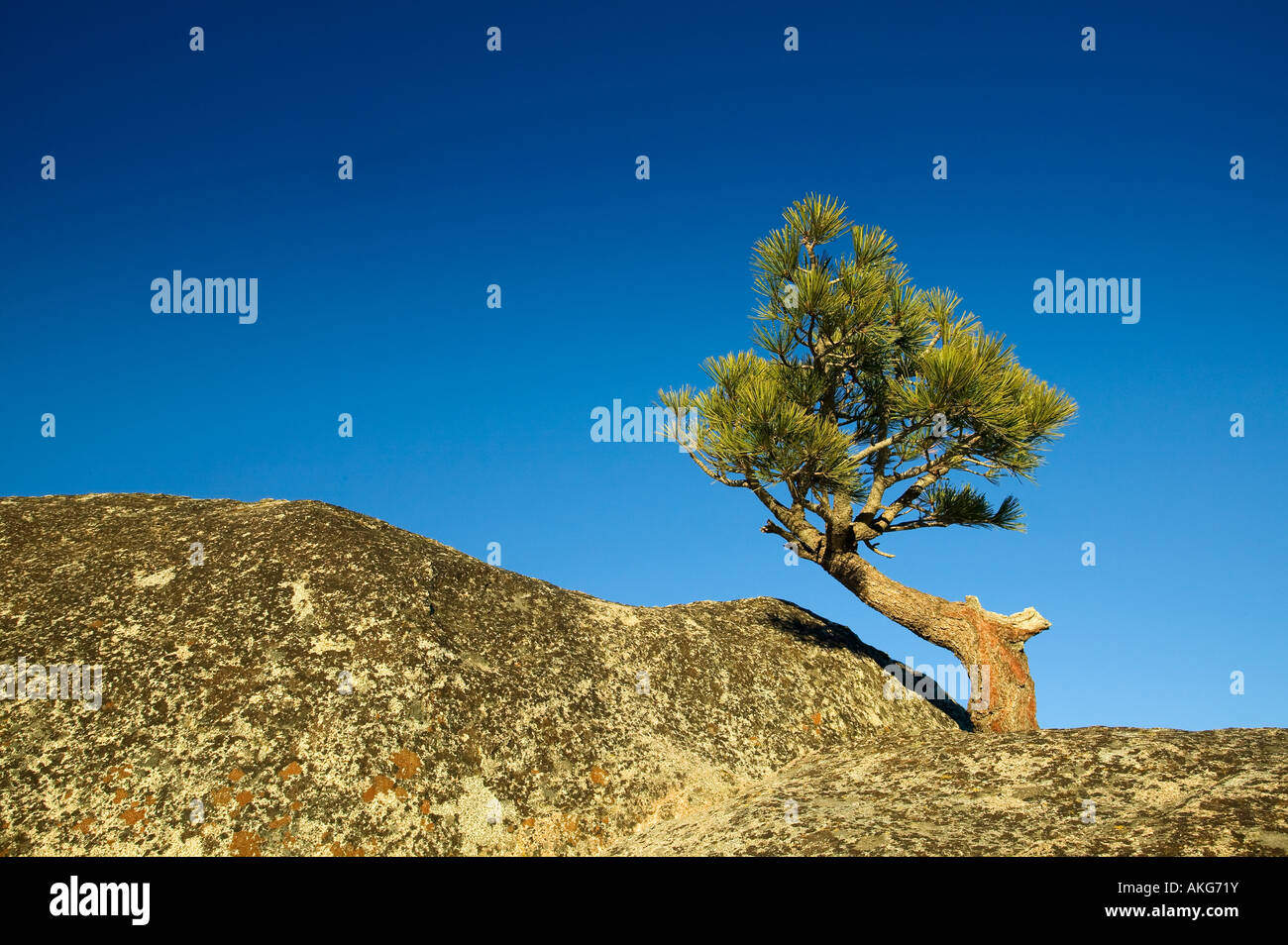 lone windswept pine tree, Donner Pass Califorina Stock Photo - Alamy