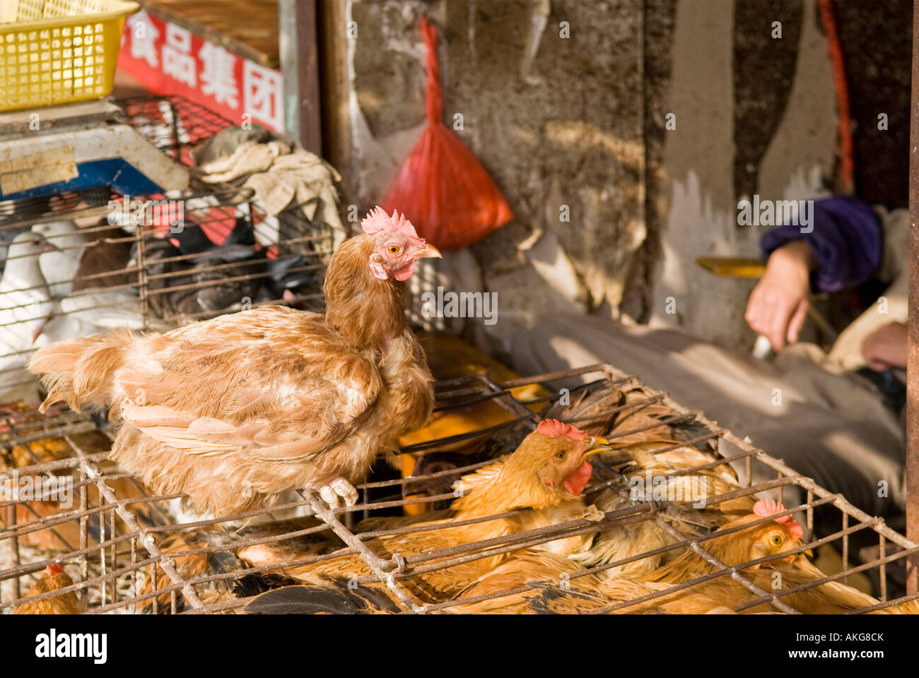Shanghai chicken hi-res stock photography and images - Alamy
